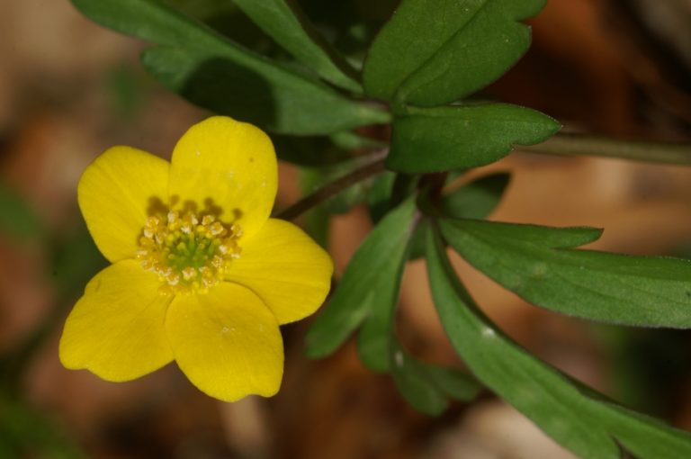Rumena vetrnica, Zlatičnata vetrnica (Anemone rannuncoloides ...
