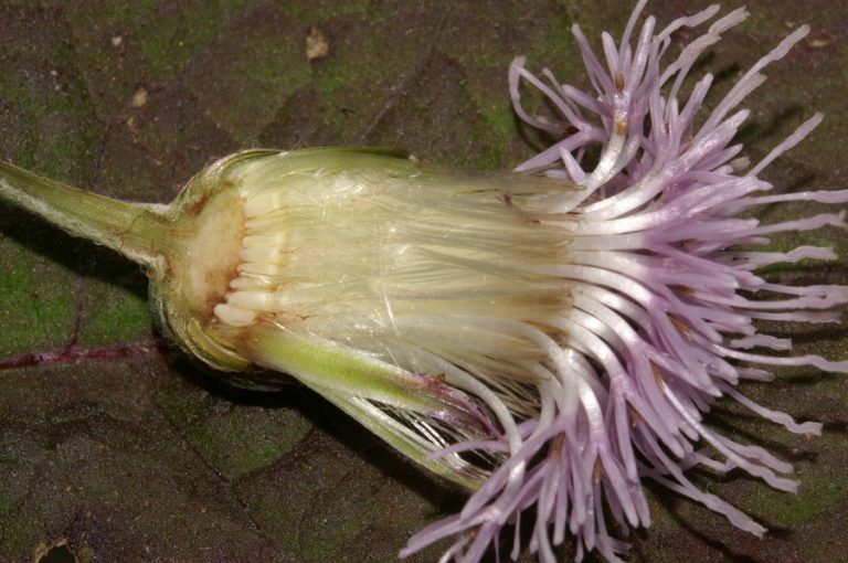Njivski osat (Cirsium arvense) – Slovenska flora