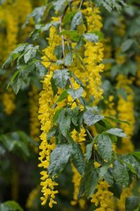 Alpski nagnoj (Laburnum alpinum) – Slovenska flora