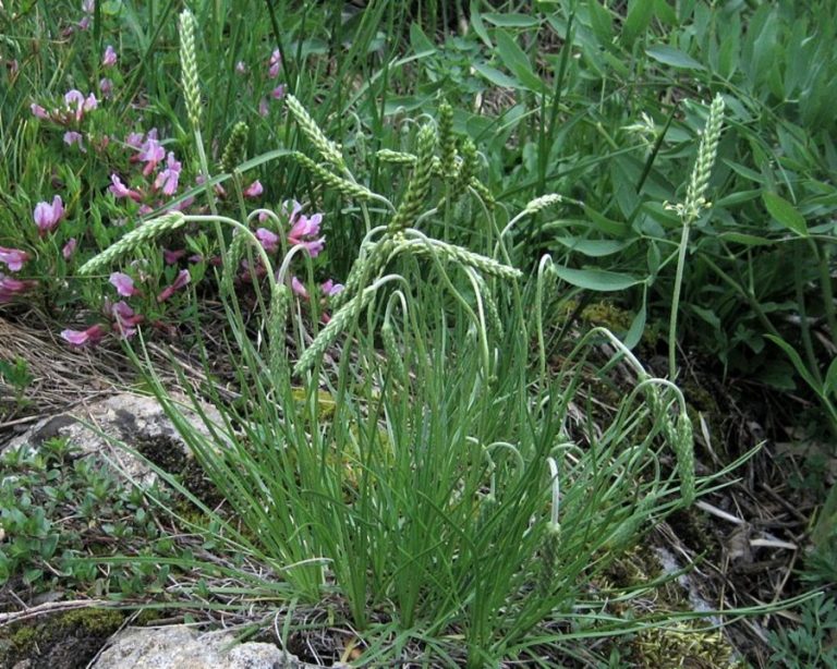 Gredljasti trpotec (Plantago holosteum) – Slovenska flora