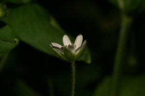 Prezrta zvezdica (Stellaria neglecta) – Slovenska flora