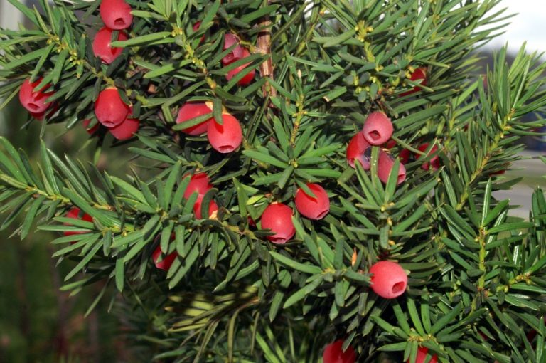 Tisa (Taxus baccata) – Slovenska flora
